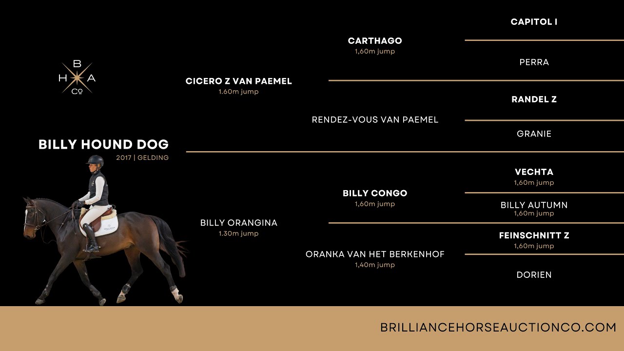 BILLY HOUND DOG TROT UP - YouTube