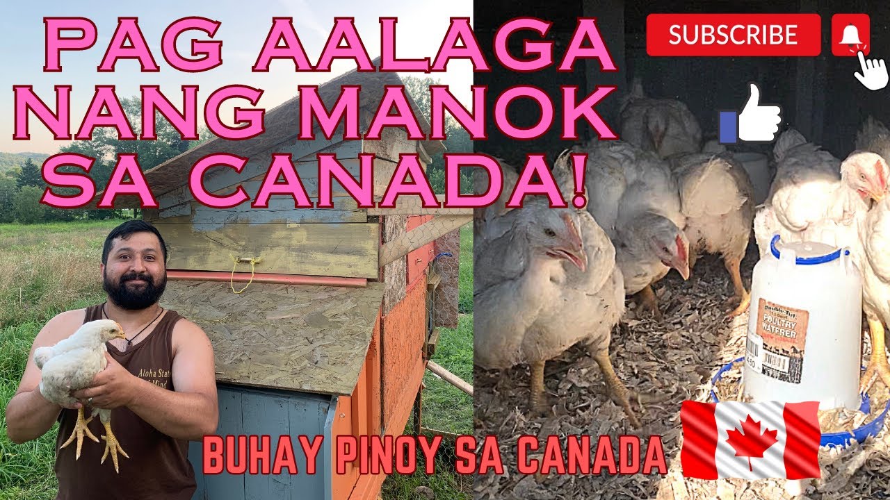 PAG AALAGA NANG MANOK SA CANADA | DIY BAHAY NANG MANOK | - YouTube