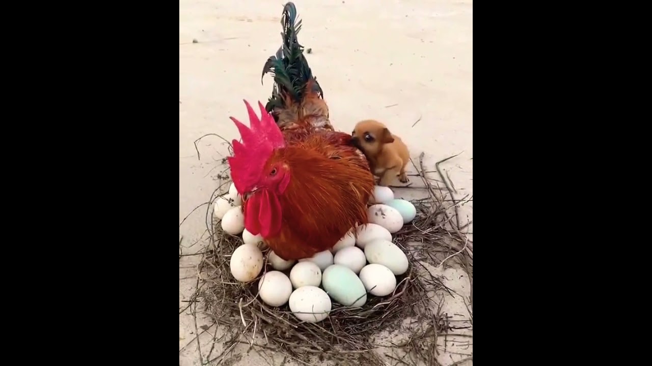 Dog Vs hens.মোরগ টা সাথে কুকুরের বাচ্চা টা কিরতেছে।#shorts # ...