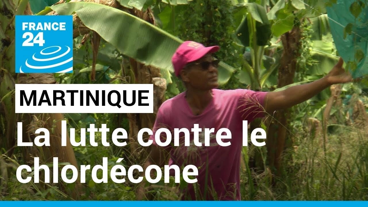 Martinique : la lutte contre le chlordécone se poursuit malgré les ...