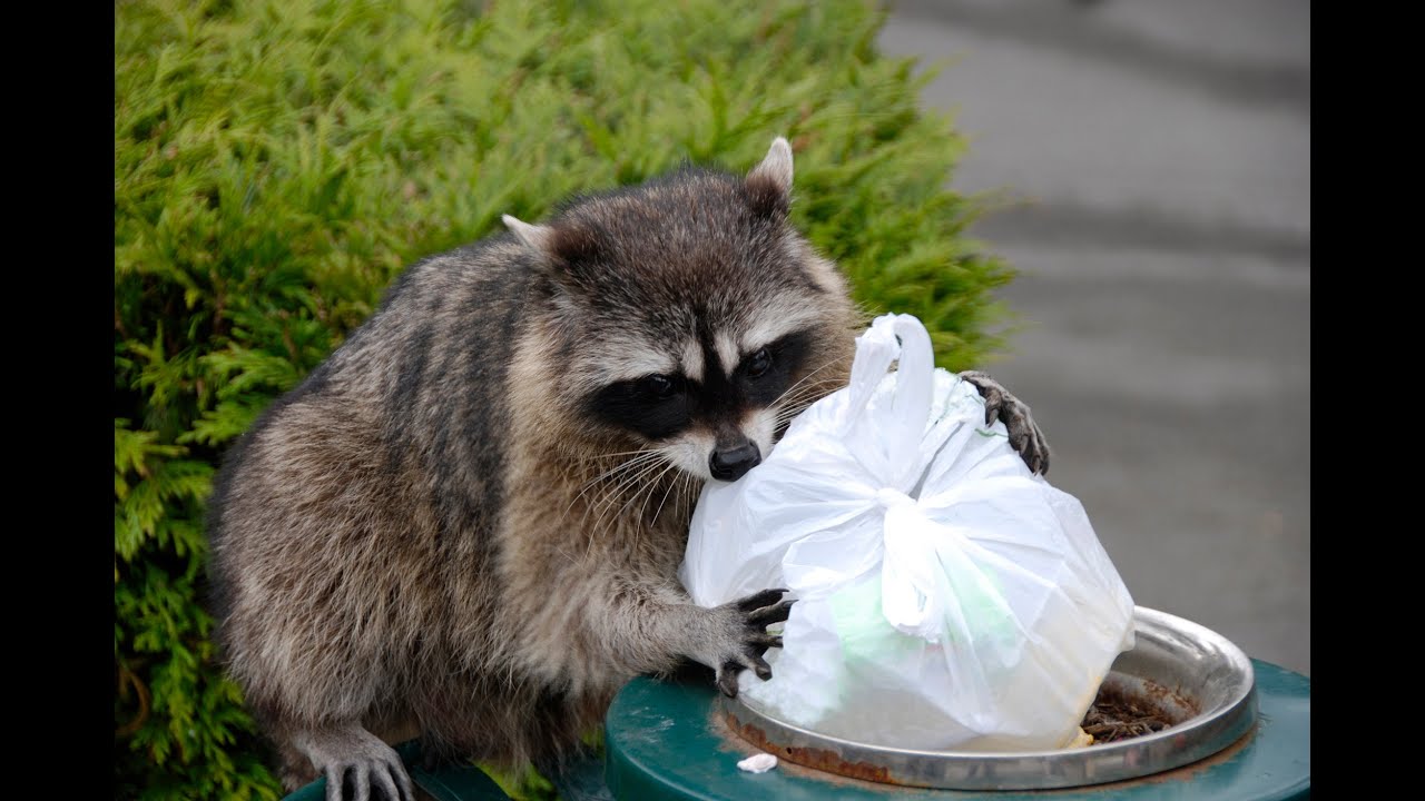 JDP Random - Trash off the floor 2 - YouTube