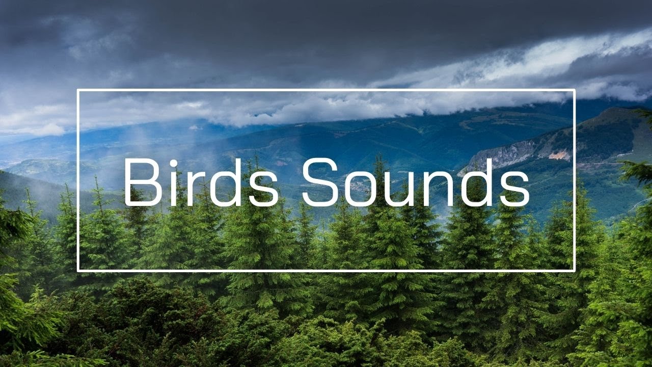 Forest Birds Chirping Sounds - Relaxing Music with Nature Sounds - YouTube