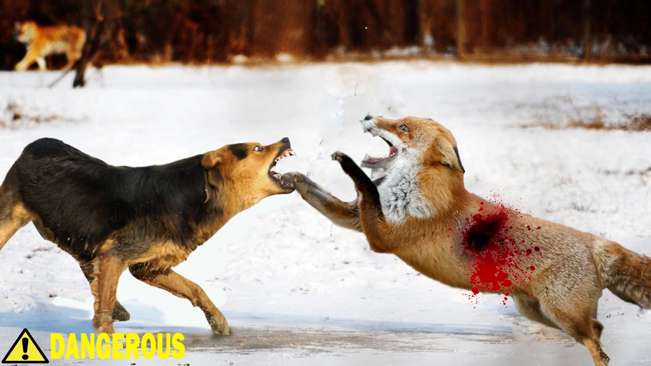 Dog Fight Challenge 2016 | Dog fights with animals | Dog win ! - YouTube