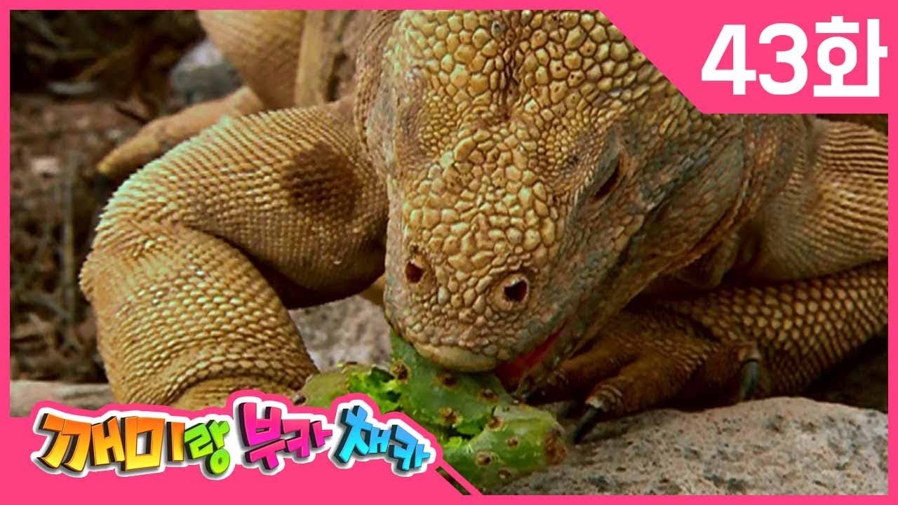 깨미랑 부카채카 KEMY #43 누구 꼬릴까 - YouTube