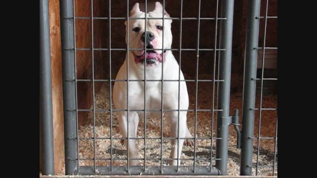 bully bulldog buffdogs Leah video 0001 - YouTube