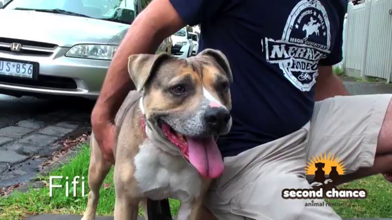 3 dogs looking for love - YouTube