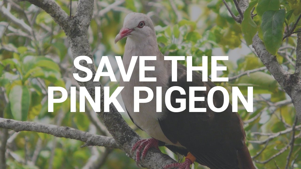 Save The Pink Pigeon - YouTube
