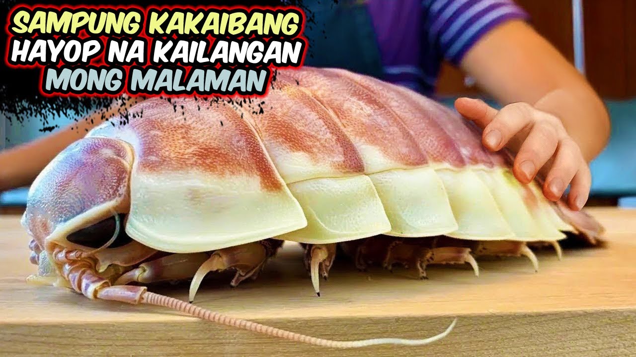SAMPUNG KAKAIBANG HAYOP NA KAILAGAN MONG MALAMAN | 10 Incredible ...