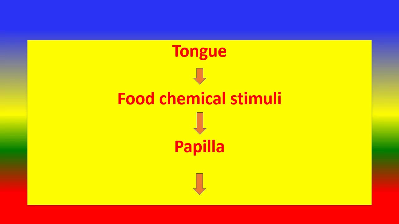 PHYSIOLOGY – PROCESS OF TASTE - YouTube