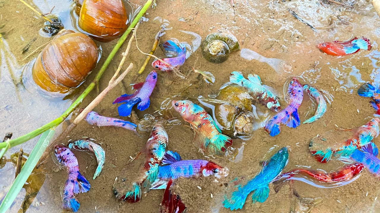 Betta Fish !! So Many Beautiful Betta Fish Had Catch From Big Lake ...