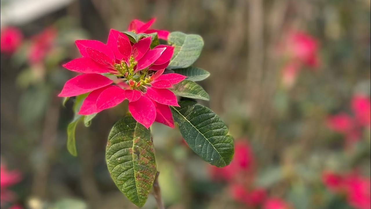 Godkhali Flower Gardens Jashore / Jessore Flower Garden / Tourist Place ...