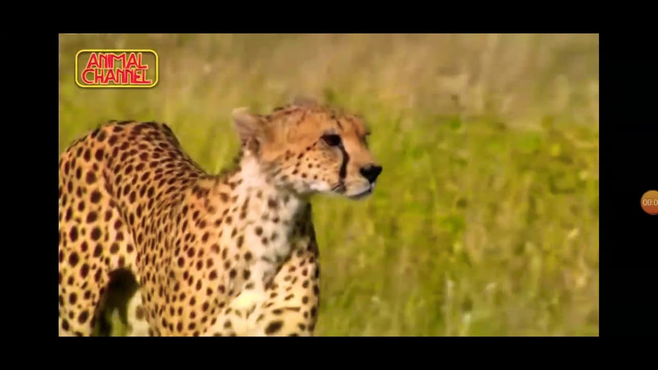 Asante ft animal challenge - YouTube