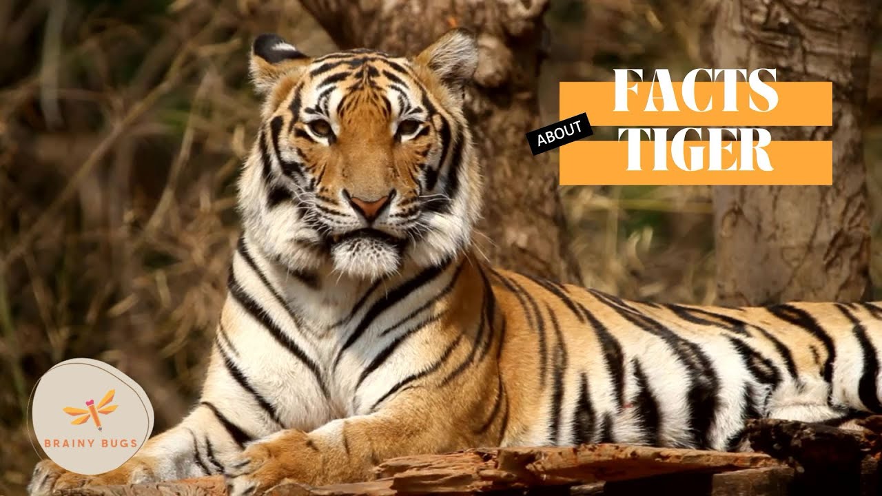 Wild Animals -PART 2 Fun Facts For Kids - YouTube