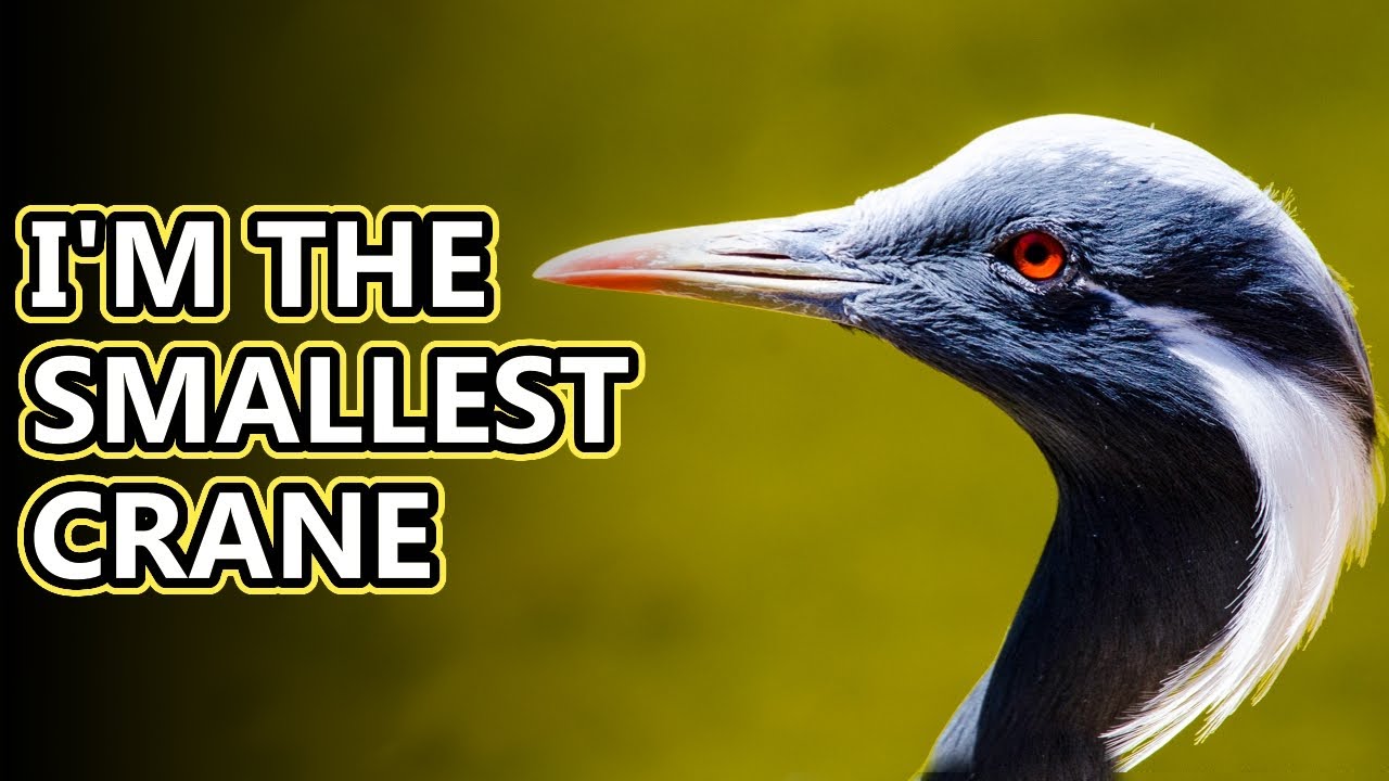 Demoiselle Crane Facts The Smallest Living Cranes Animal Fact Files demoiselle-crane-facts-the-smallest-living-cranes-animal-fact-files