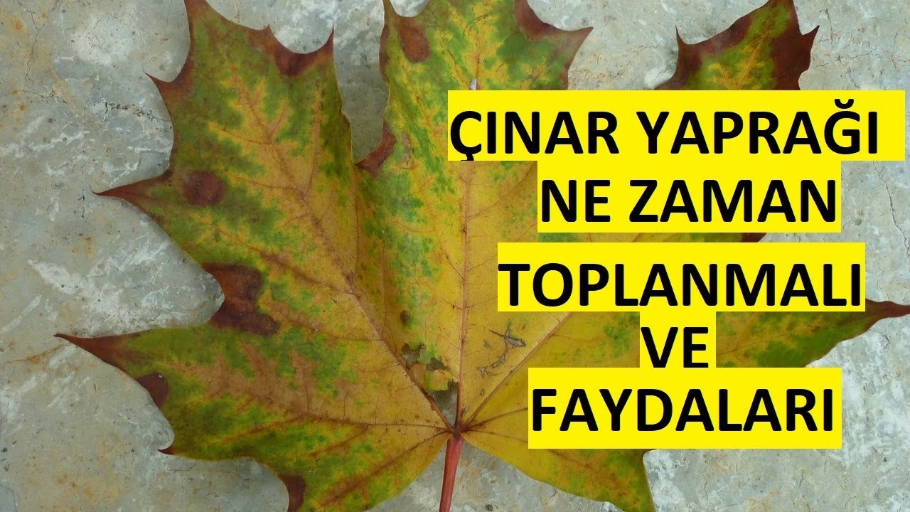 ÇINAR YAPRAĞI NE ZAMAN TOPLANMALIDIR FAYDALARI NELER ? - YouTube
