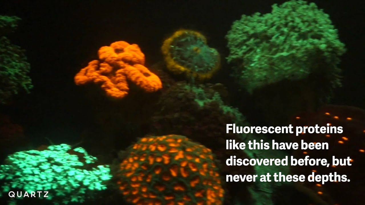 Glowing coral under the sea - YouTube