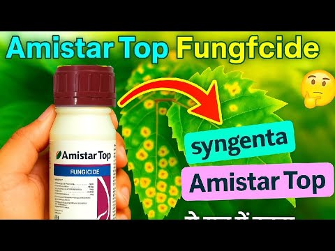Amistar top fungicide l amistar top syegenta azoxystrobin and ...