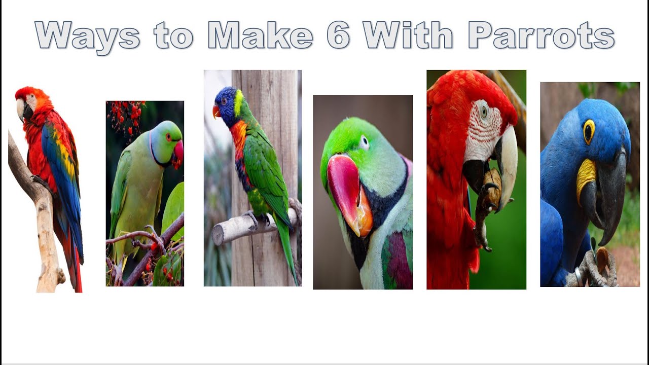 Fun With Numbers by Adding Ways to Make 6 With Parrots #1 - YouTube