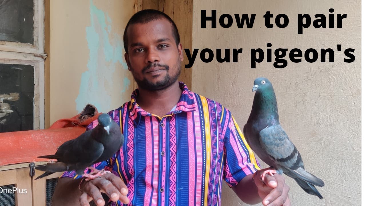 how to pair your Parava karnapura pigeon's கர்ணபுரவை ஜோடி சேர்ப்பது ...