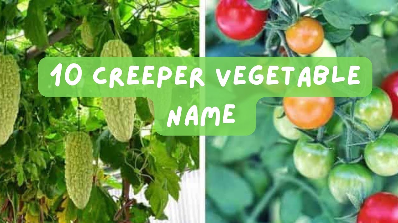 Creeper Vegetables | बेल पर उगने वाली सब्ज़ियाँ | Gardening & Knowledge ...