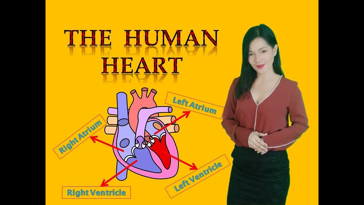 The Human Heart for Kids - YouTube