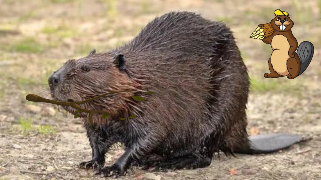 Castores Ingenieros del Reino Animal: Explorando las Curiosidades Más ...