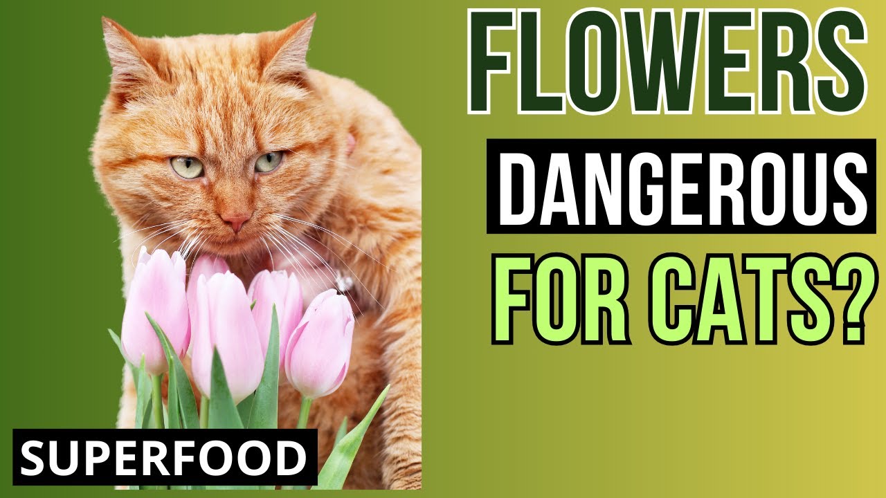 Why do Cats Eat Flowers? What are the DANGERS? - YouTube