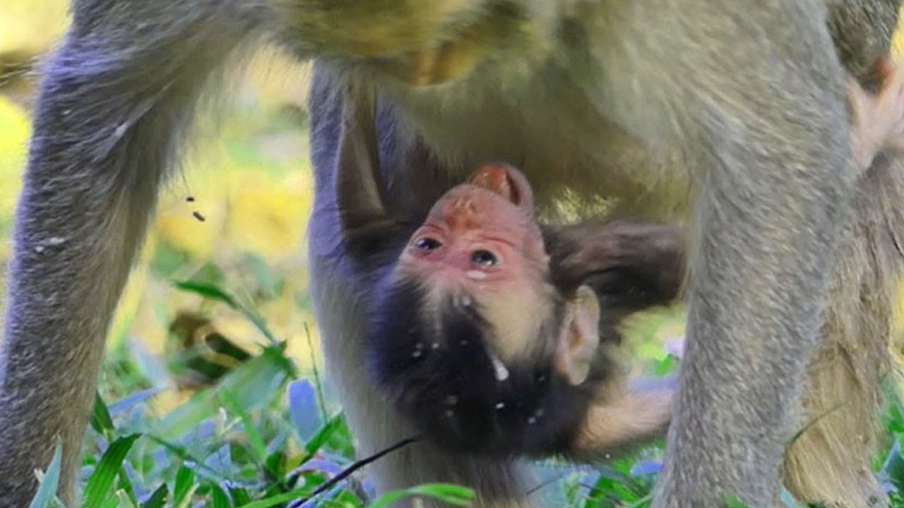 ouch! falling under mom belly clinging with milk dropping baby monkey ...