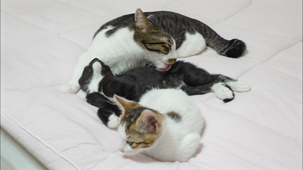 The Male Cat Shows Mother's Instinctive Love To Two Rescued Kittens ...