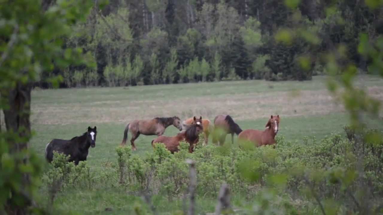 The Wild Ponies of the Bronson Forest - YouTube