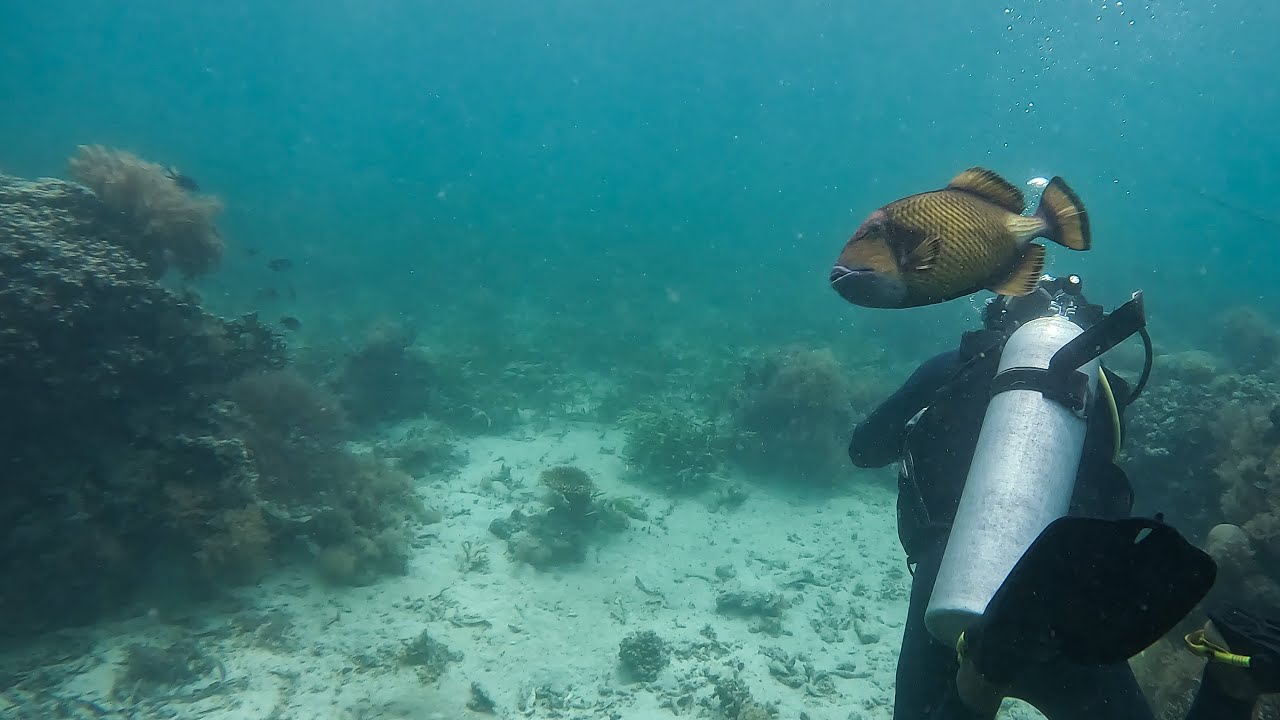 Titan Triggerfish attacks unaware diver in Mafia - Tanzania - YouTube
