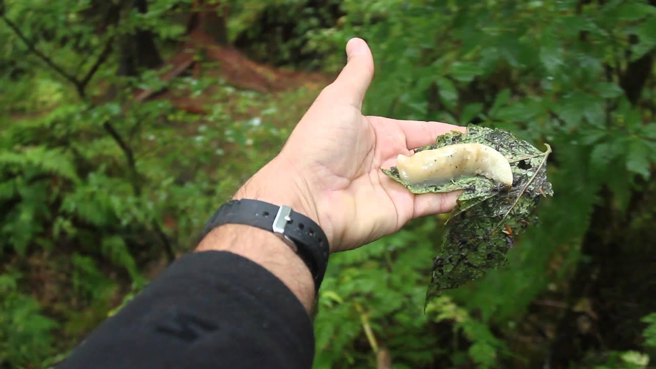 Banana slug In the Alaskan rainforest - YouTube