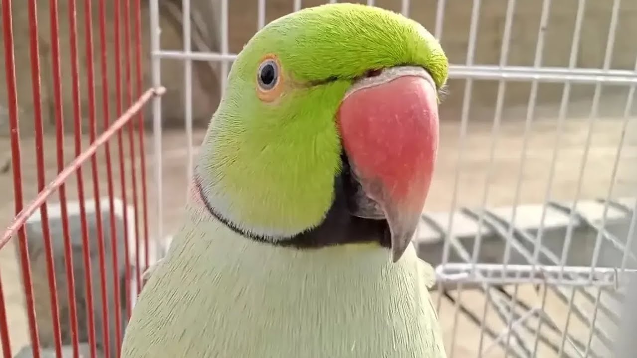 Indian Ring Neck Green Parrot With Natural Sounds - YouTube
