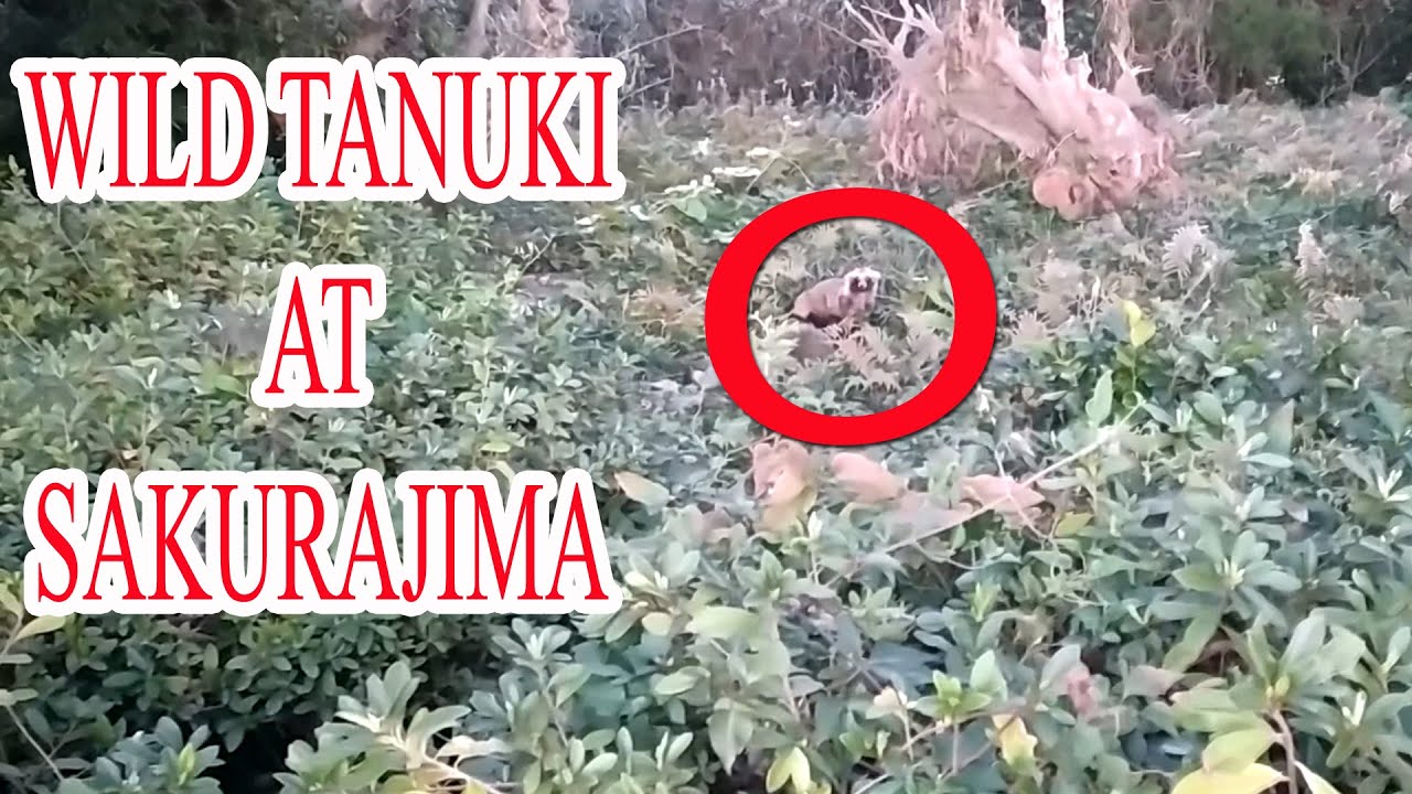 Wild tanuki at Sakurajima island - YouTube