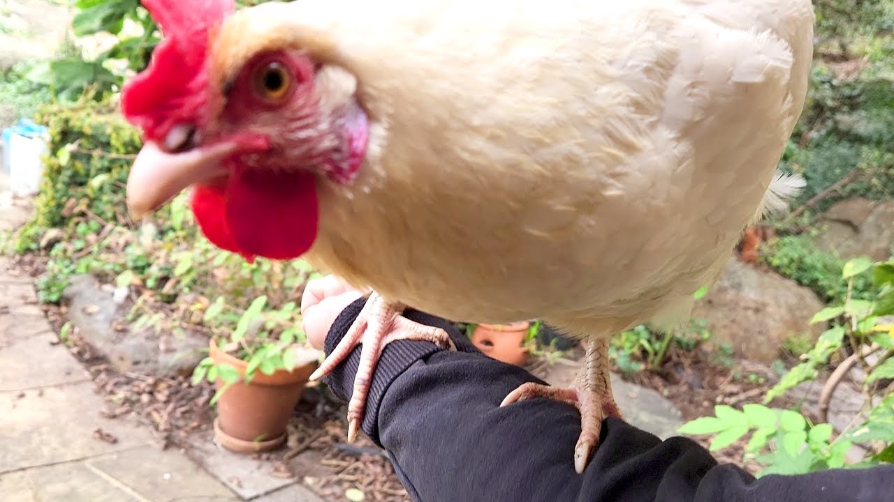 Chook wants to ride the arm bus! And kookaburra fly bys! Casual Chaos ...