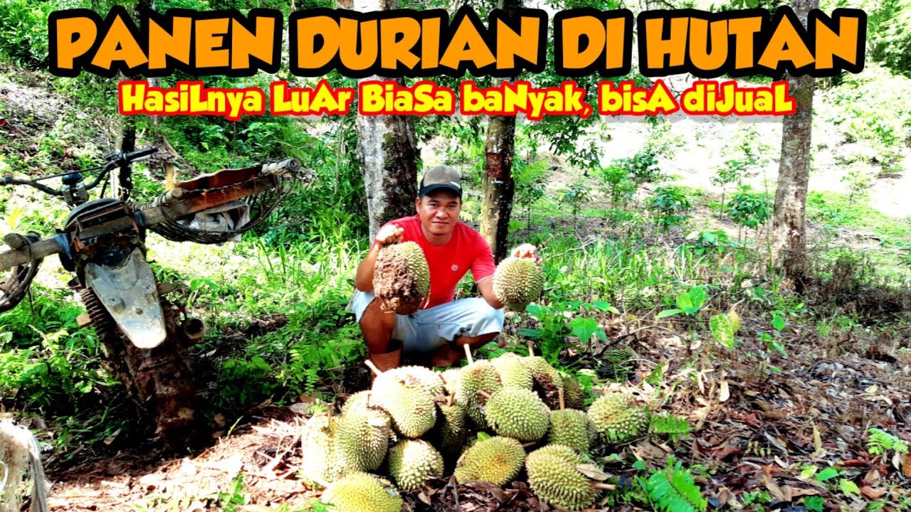 PANEN DURIAN DI HUTAN, HASILNYA SUPER BANYAK SEKALI - YouTube