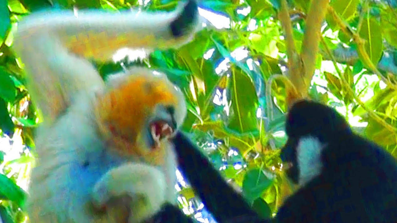 Monkey Ape thinks he is Chuck Norris EPIC FAIL funny video! - YouTube