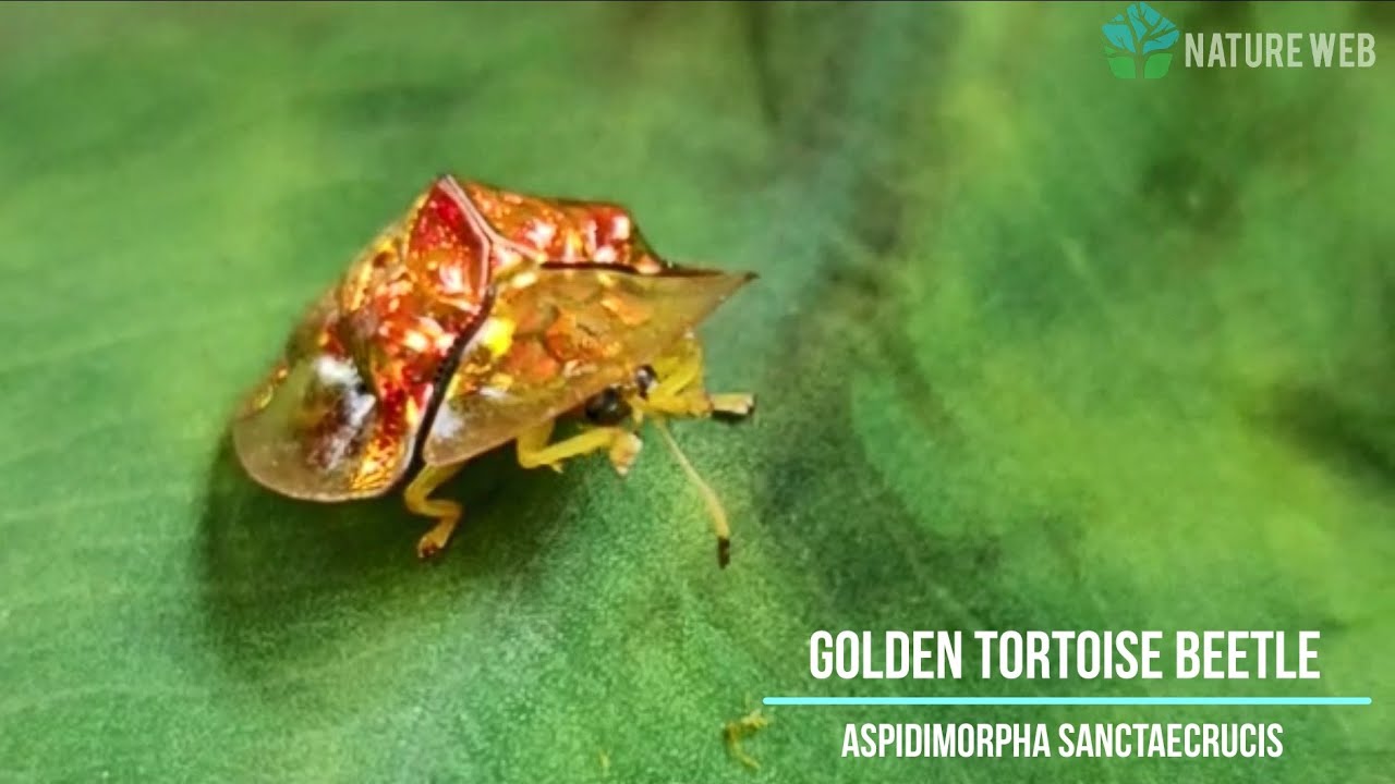 Golden Tortoise Beetle | Aspidimorpha sanctaecrucis | Nature Web - YouTube