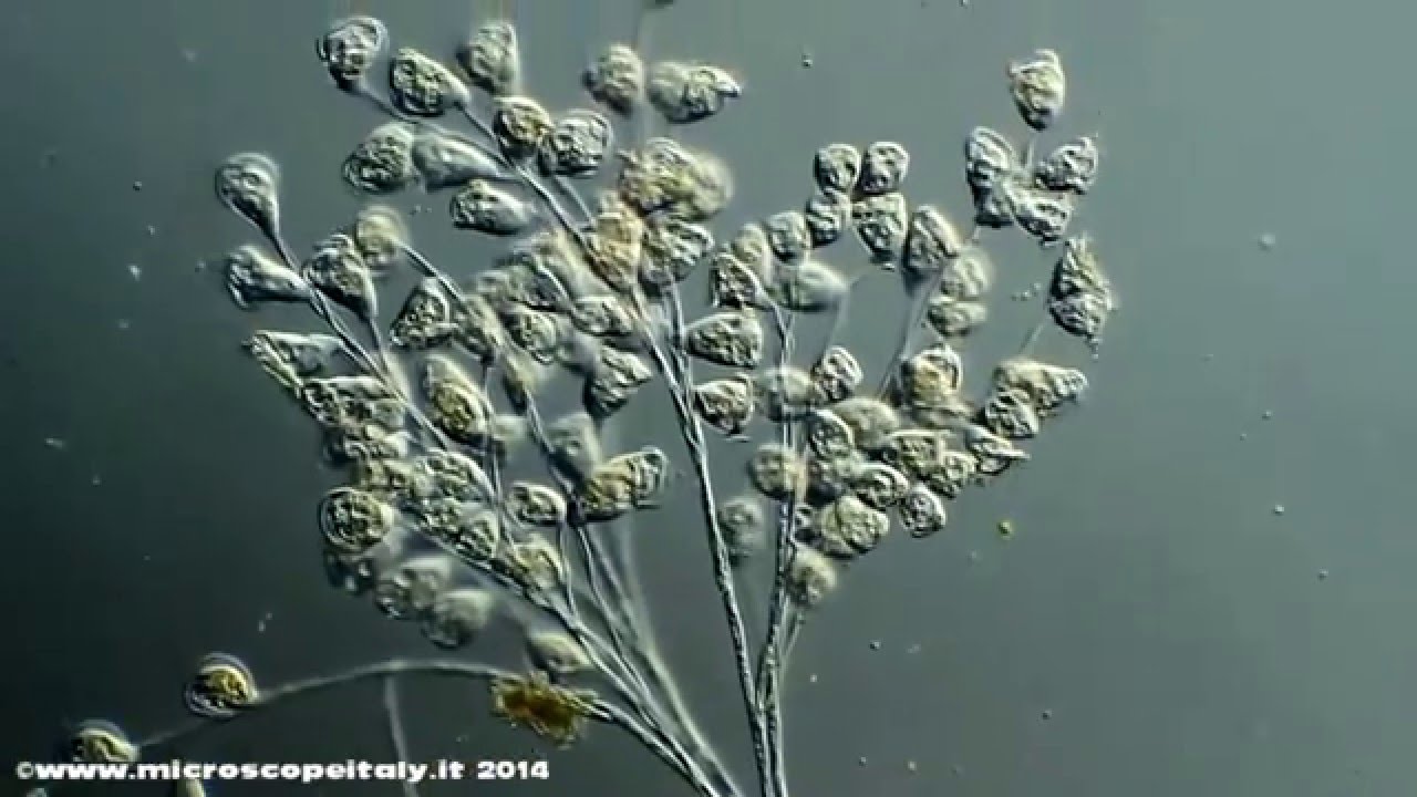 Carchesium - YouTube