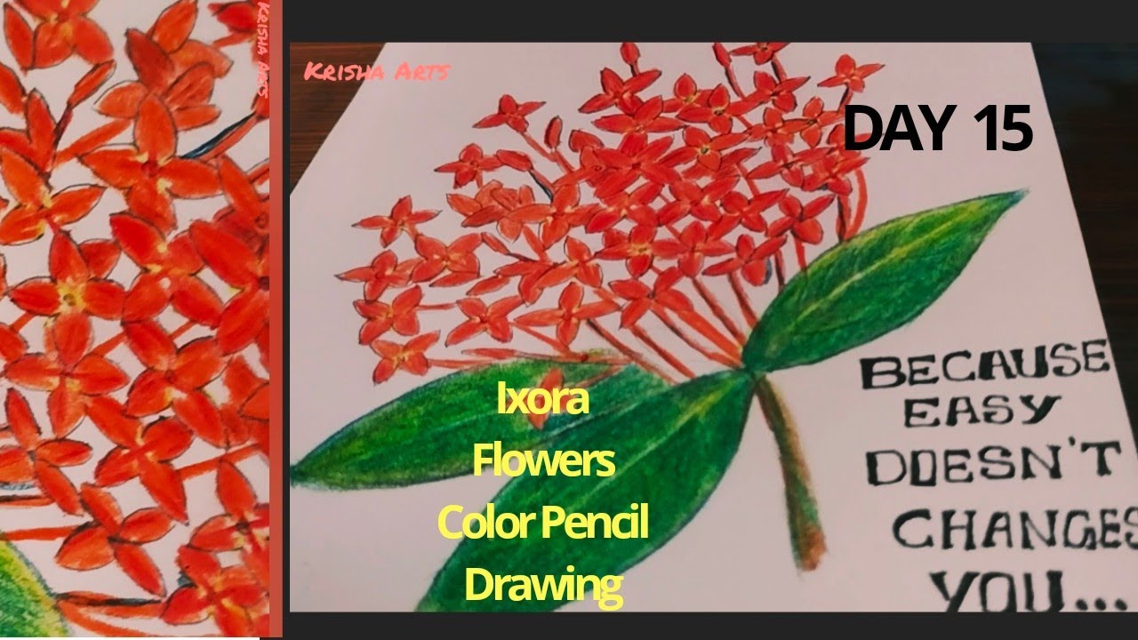 Ixora Flower Drawing using color pencils- Step by step- 100 Days 100 ...
