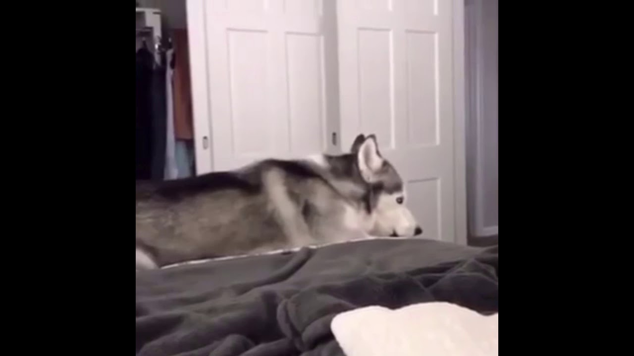 husky scream - YouTube