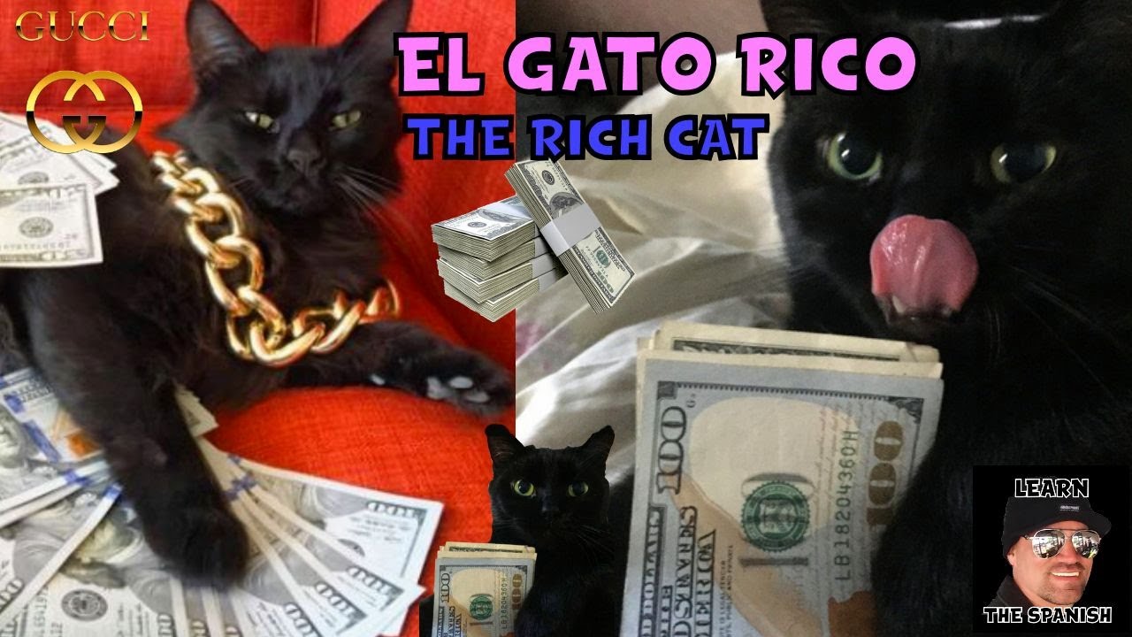 Worlds Richest Cat - El Gato Más Rico Del Mundo - English/Español - YouTube