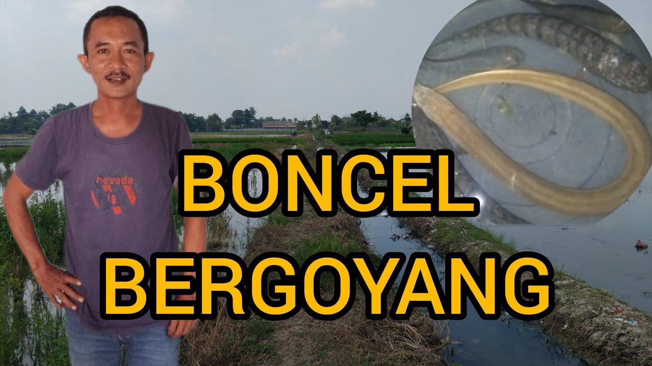 GOYANG BONCEL#ngoborikan - YouTube