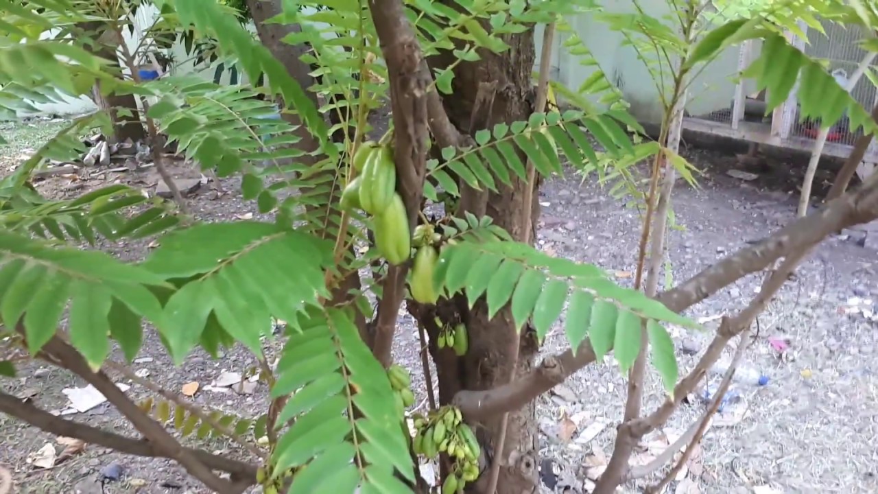 Averrhoa Bilimbi Tree - Plant Collection - YouTube