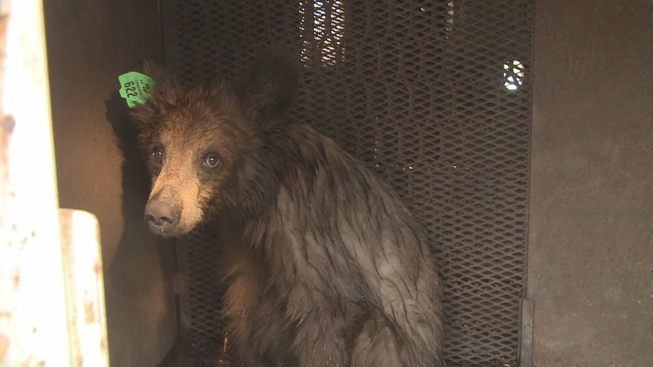 Black bear cub captured in foothills - YouTube