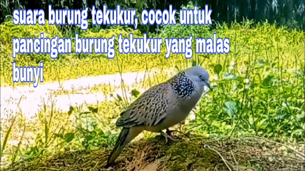 suara burung tekukur, cocok untuk pancingan burung tekukur yang malas ...