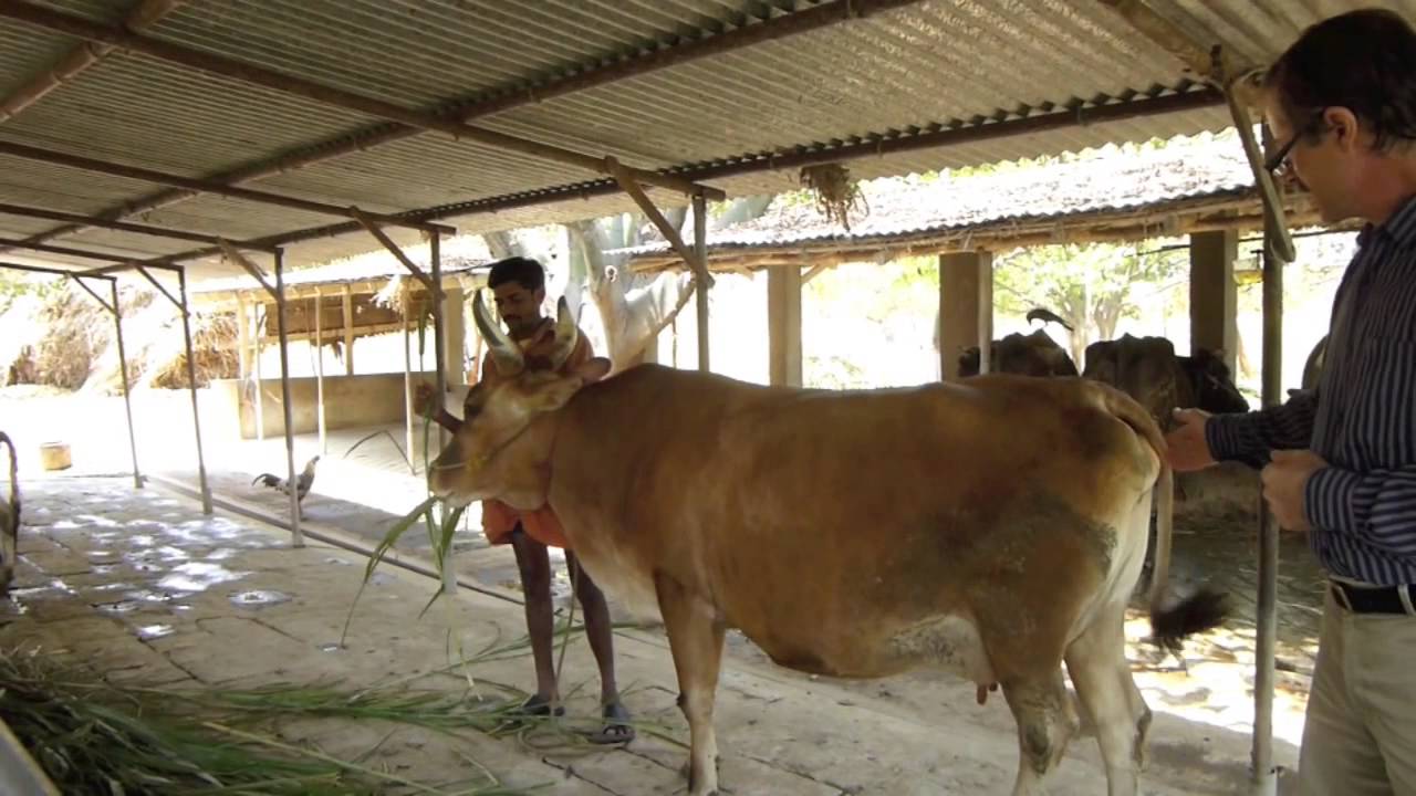 Professor Muniandi Talks About Native Cow (Bio Model) - YouTube