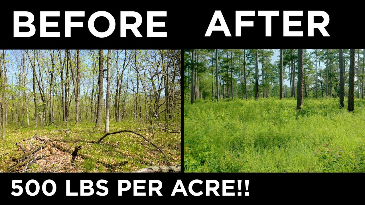 INCREASE Your Deer Forage BY 500%!! - YouTube