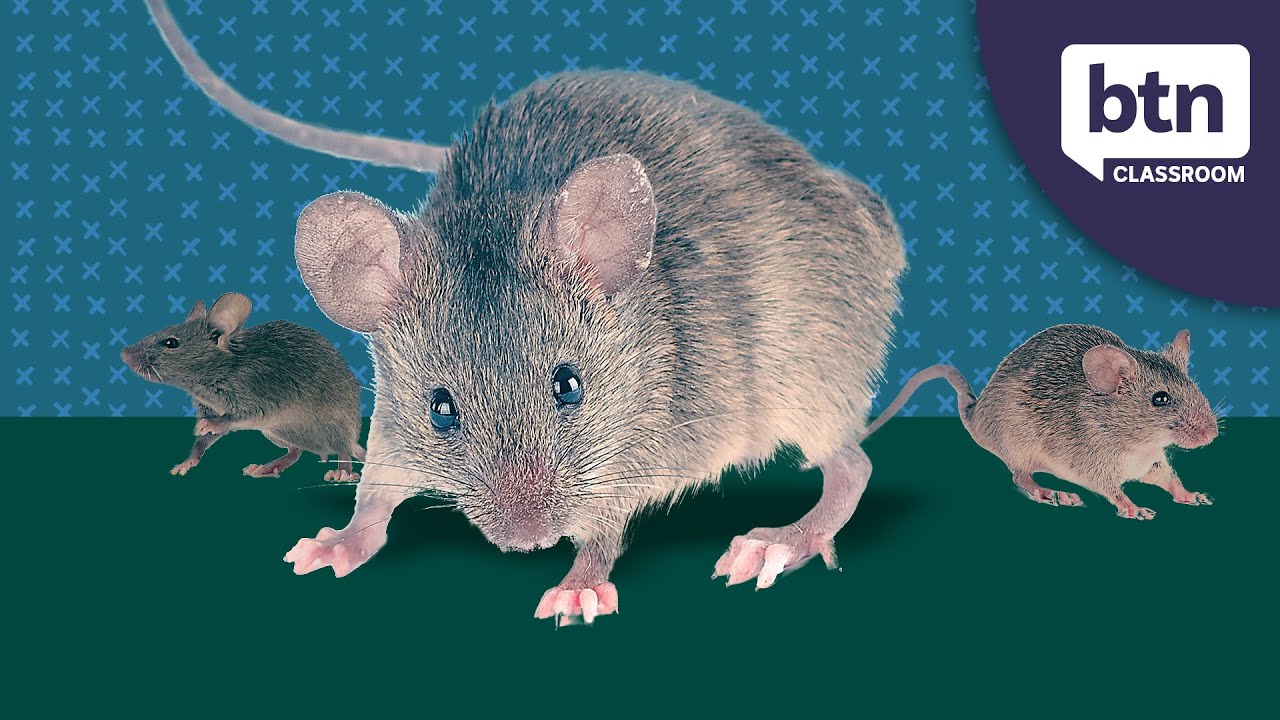 How mouse plagues start and how to stop them - Behind the News - YouTube