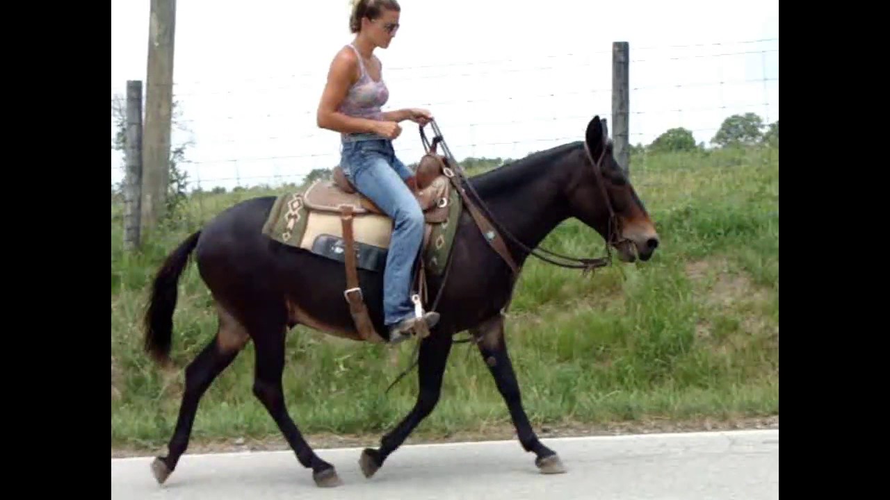 ANYONE CAN RIDE DARK BAY JOHN MULE, VERY GENTLE, BEEN RIDDEN BY ...